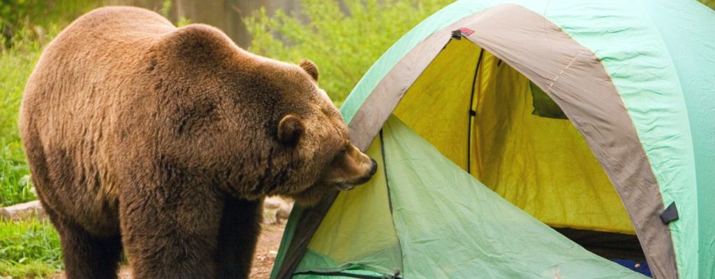 Most Common Camping Dangers You Should Know – SVI-NEWS