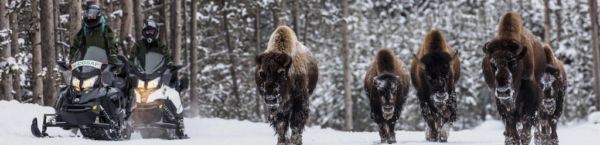 Yellowstone announces lottery for 2025-2026 Non-Commercially Guided ...
