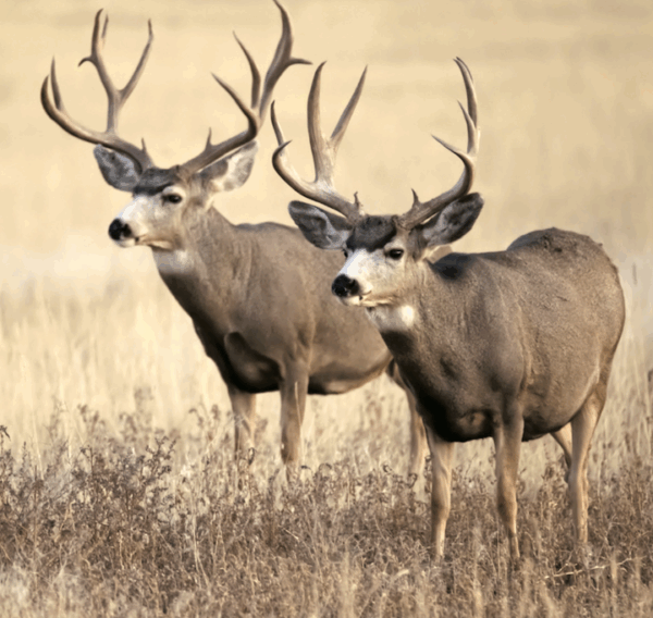 Wyoming Game & Fish creates mule deer conservation strategy – SVI-NEWS