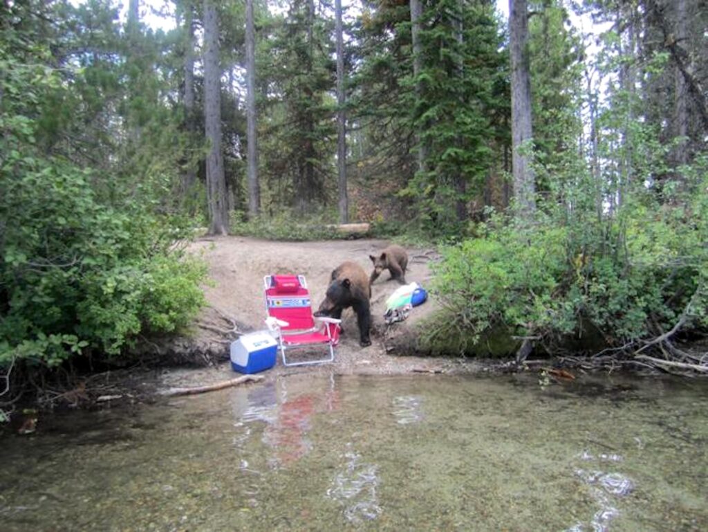 Grand Teton National Park kills black bear amid raft of early summer ...